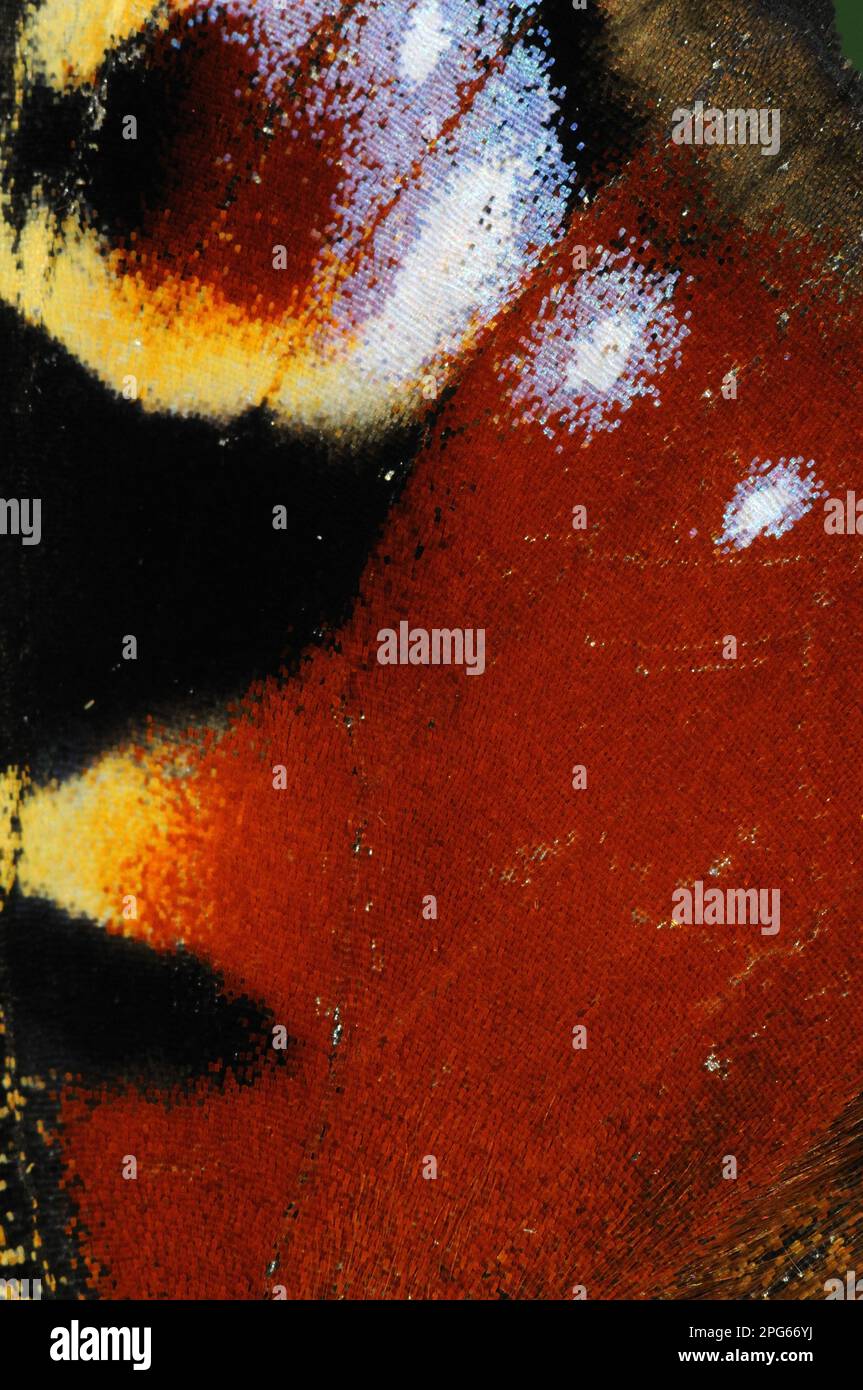 Forewing hi-res stock photography and images - Alamy