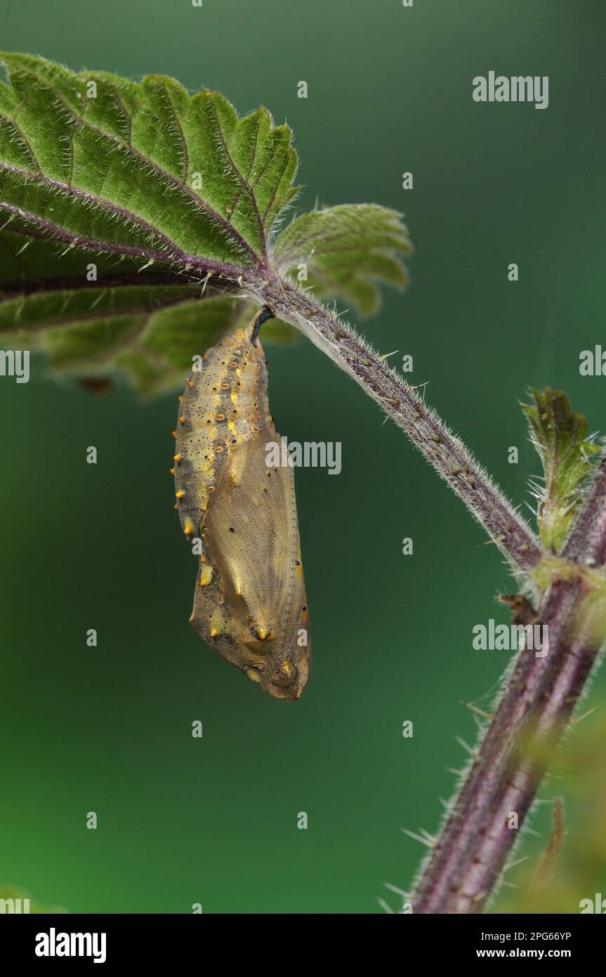 Pupa of the painted lady (Vanessa cardui), hanging from a nettle leaf ...