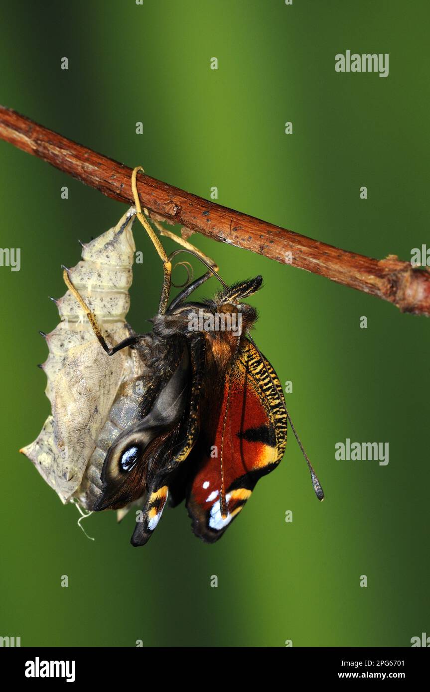 european peacocks Other animals, Insects, Butterflies, Animals, Peacock ...