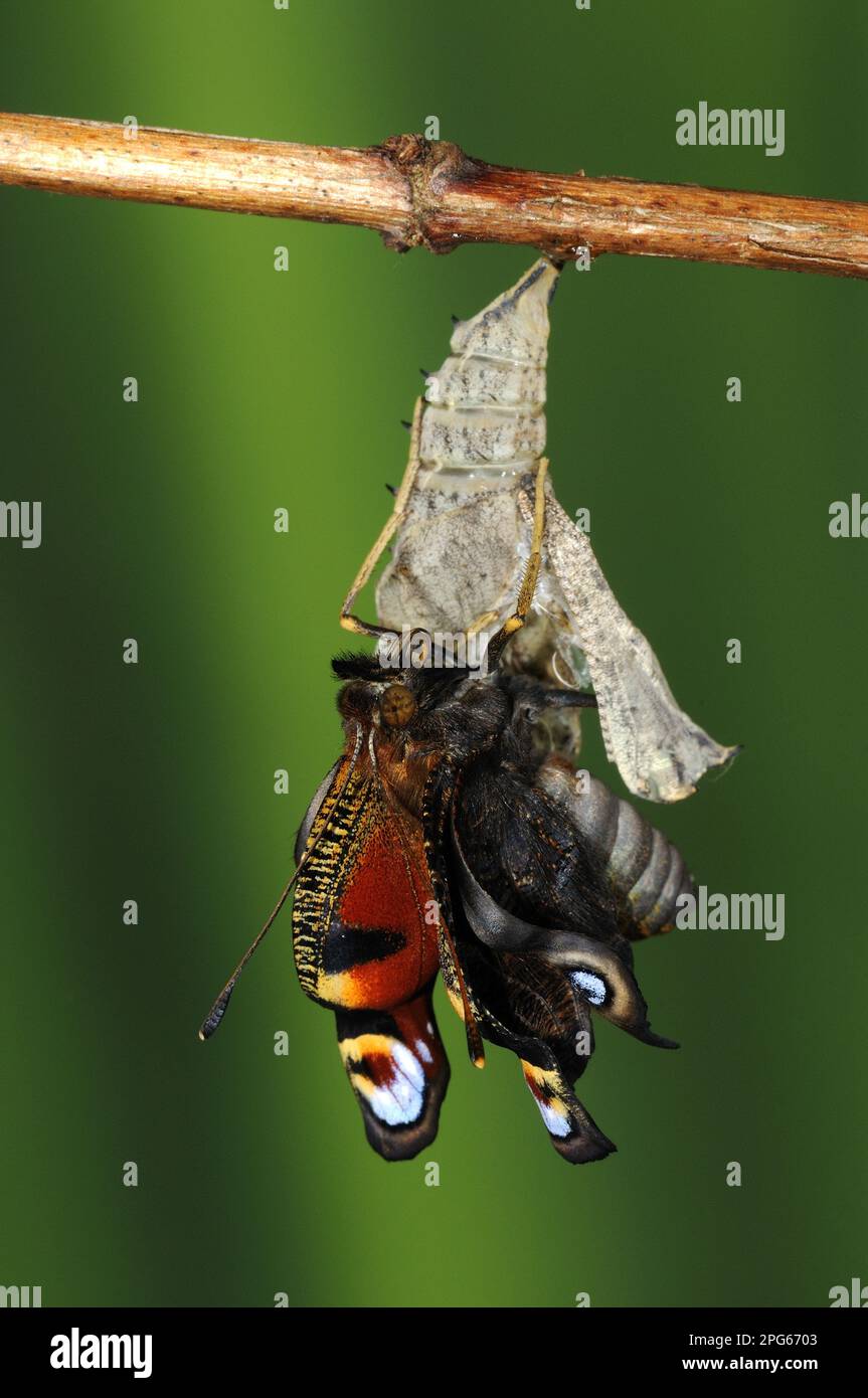 european peacocks Other animals, Insects, Butterflies, Animals, Peacock ...