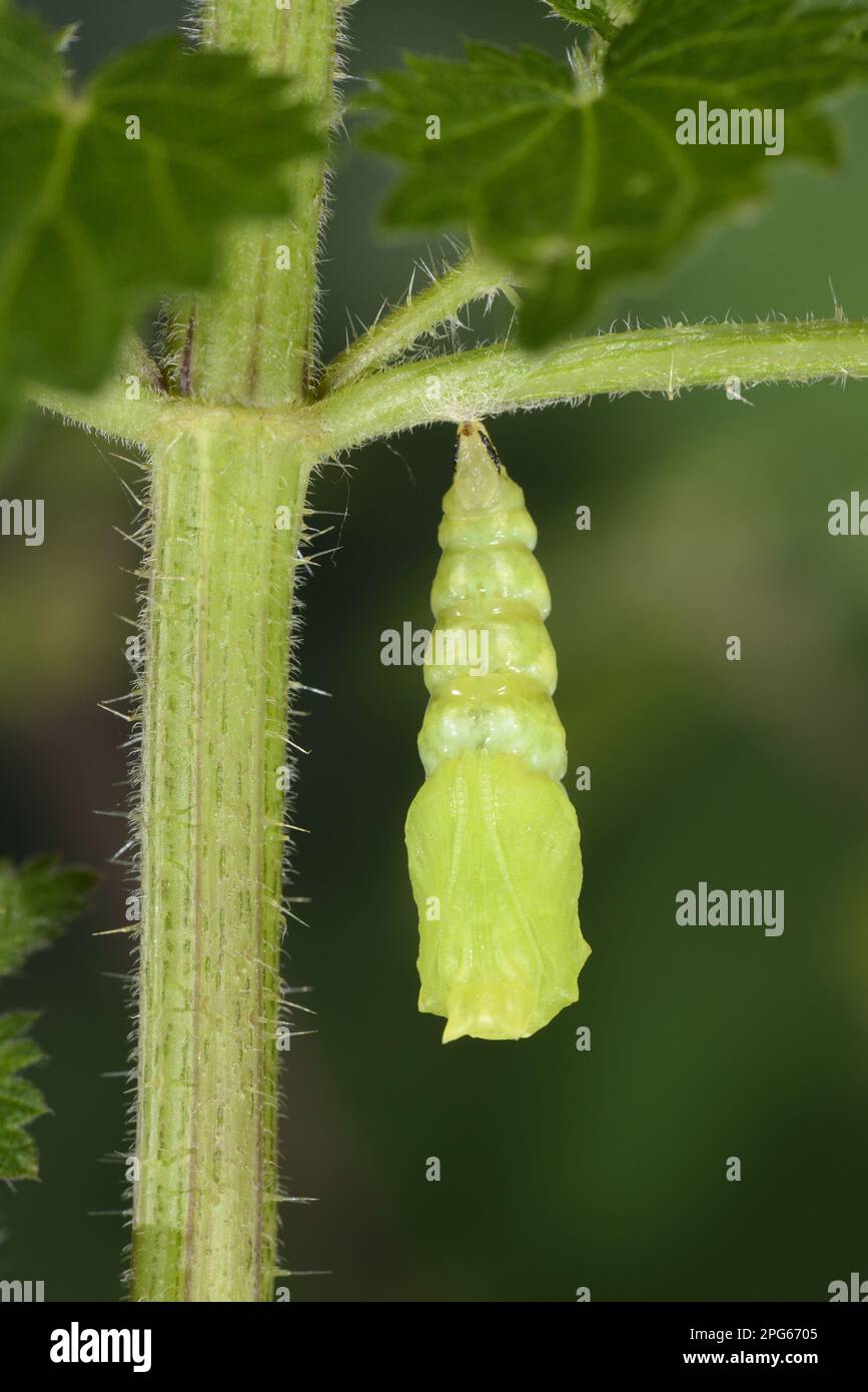 european peacocks Other animals, Insects, Butterflies, Animals, Peacock ...