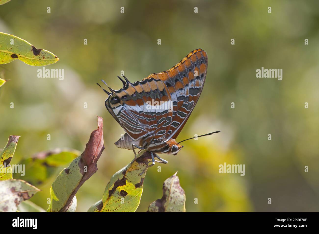Two tailed pasha charaxes jasius hi-res stock photography and images ...