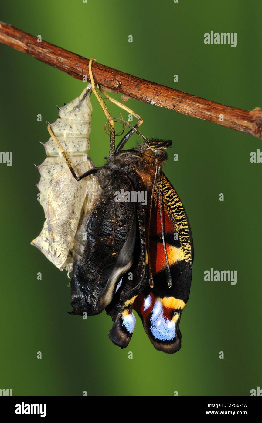 european peacocks Other animals, Insects, Butterflies, Animals, Peacock ...