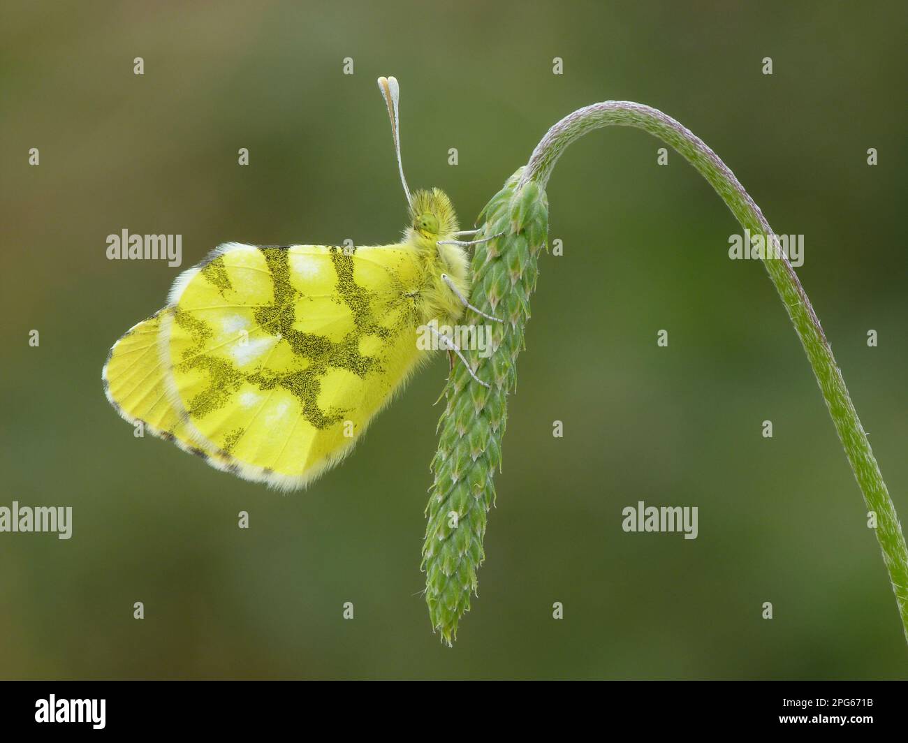 Moroccan moroccan orange tip (Anthocharis belia), adult female ...