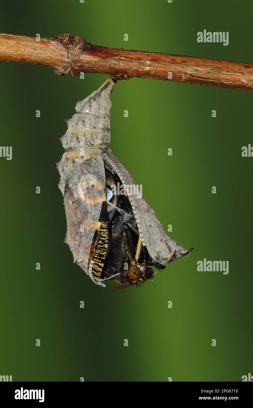 european peacocks Other animals, Insects, Butterflies, Animals, Peacock ...