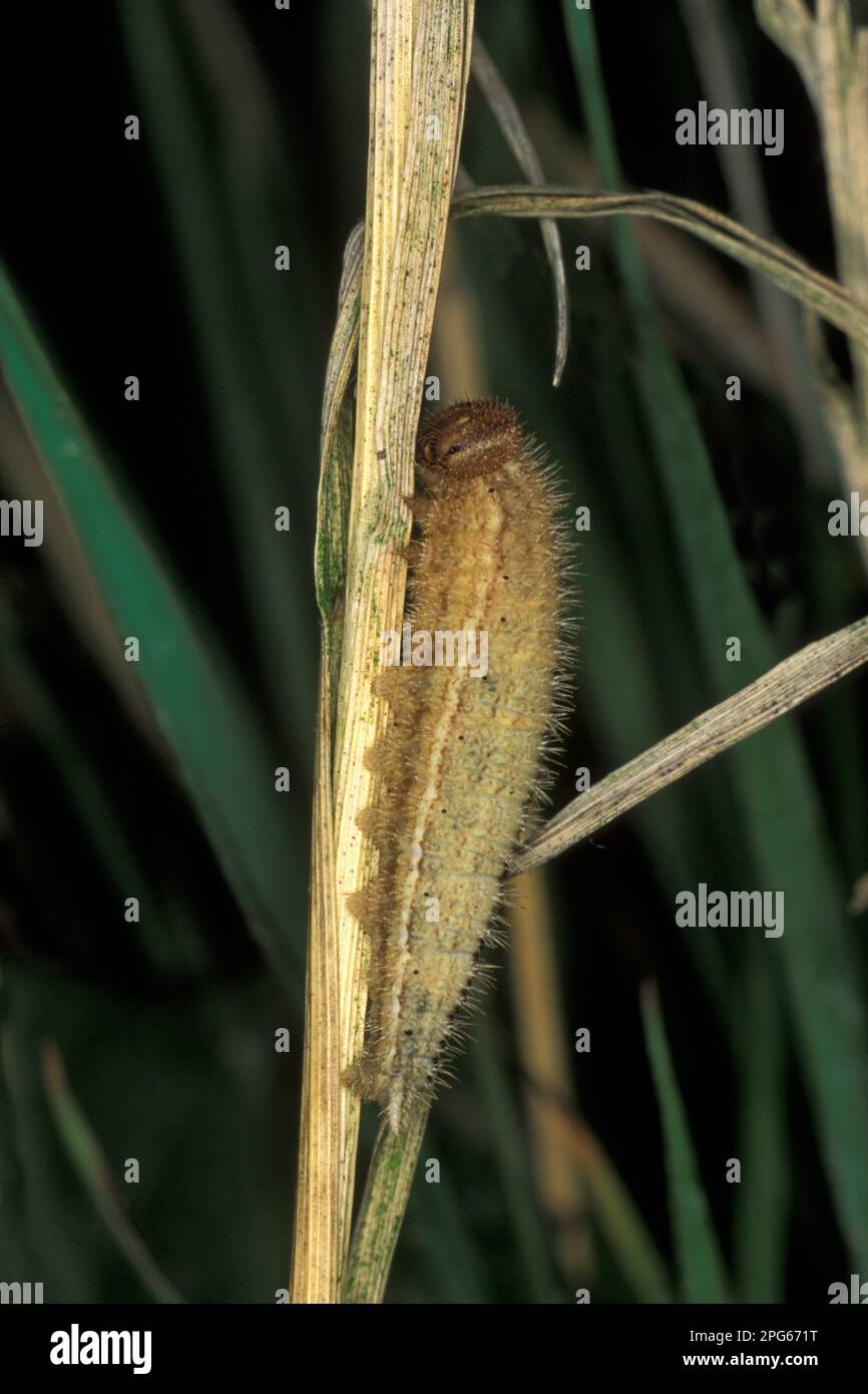 Ringlet (Aphantopus hyperantus), Brown woodland birds, Other animals ...