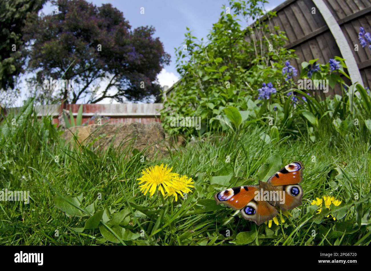 European peacock (Inachis io) adult, feeding on the flower of the ...