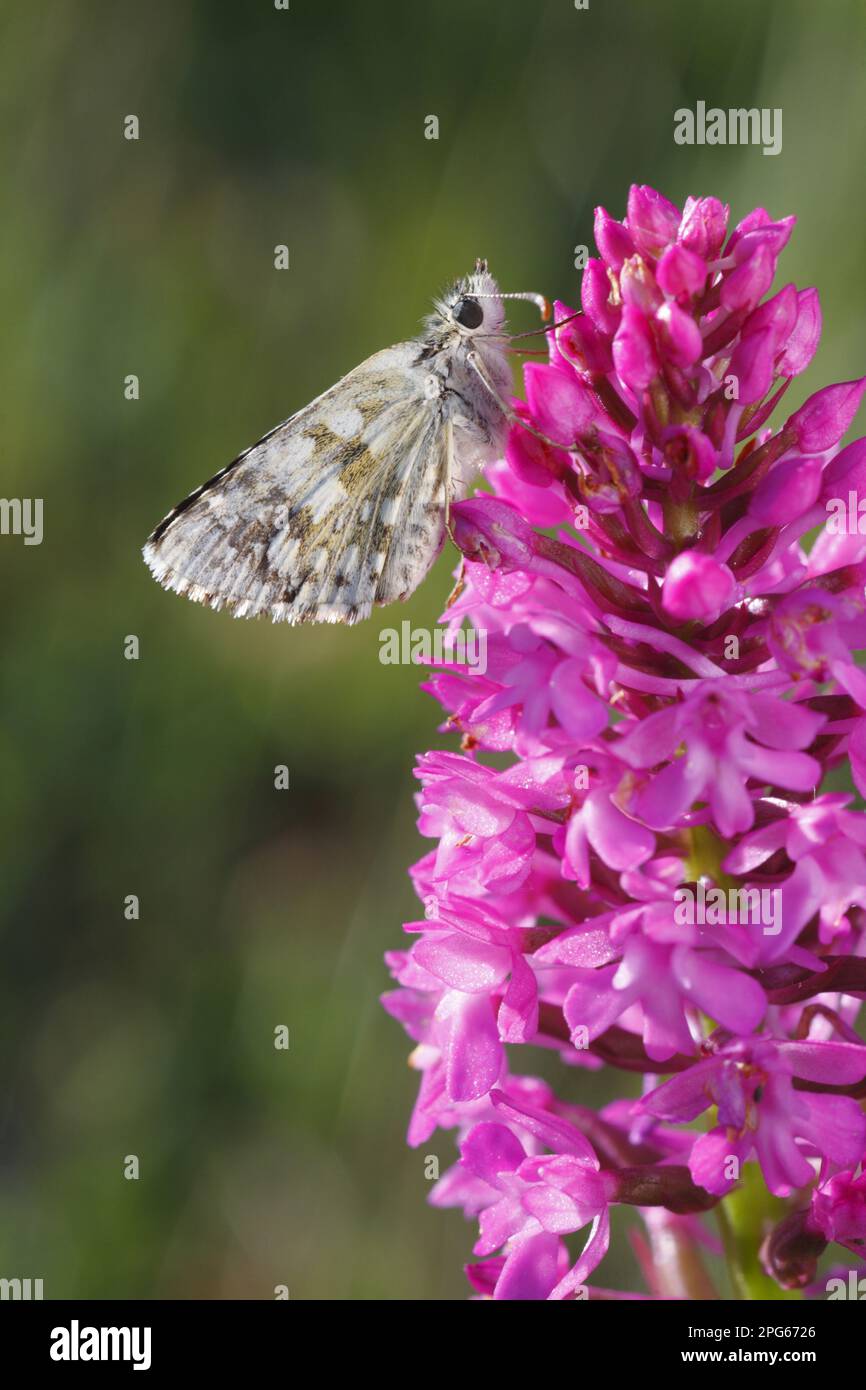 Safflower Skipper (Pyrgus carthami) adult, roosting on Pyramidal Orchid ...