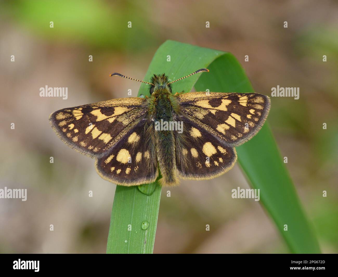 Chequered skipper (Carterocephalus palaemon), Chequered Skipper, Other ...