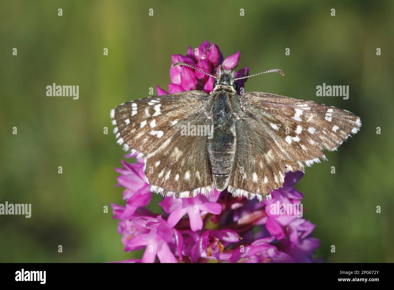 Safflower Skipper (Pyrgus carthami) adult, roosting on Pyramidal Orchid ...