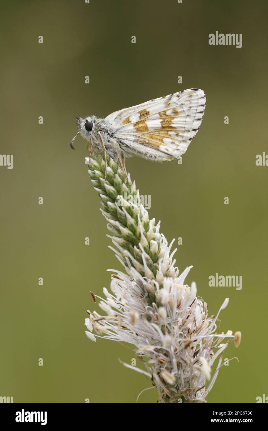 Safflower Skipper (Pyrgus carthami) adult, roosting on Hoary Plantain ...