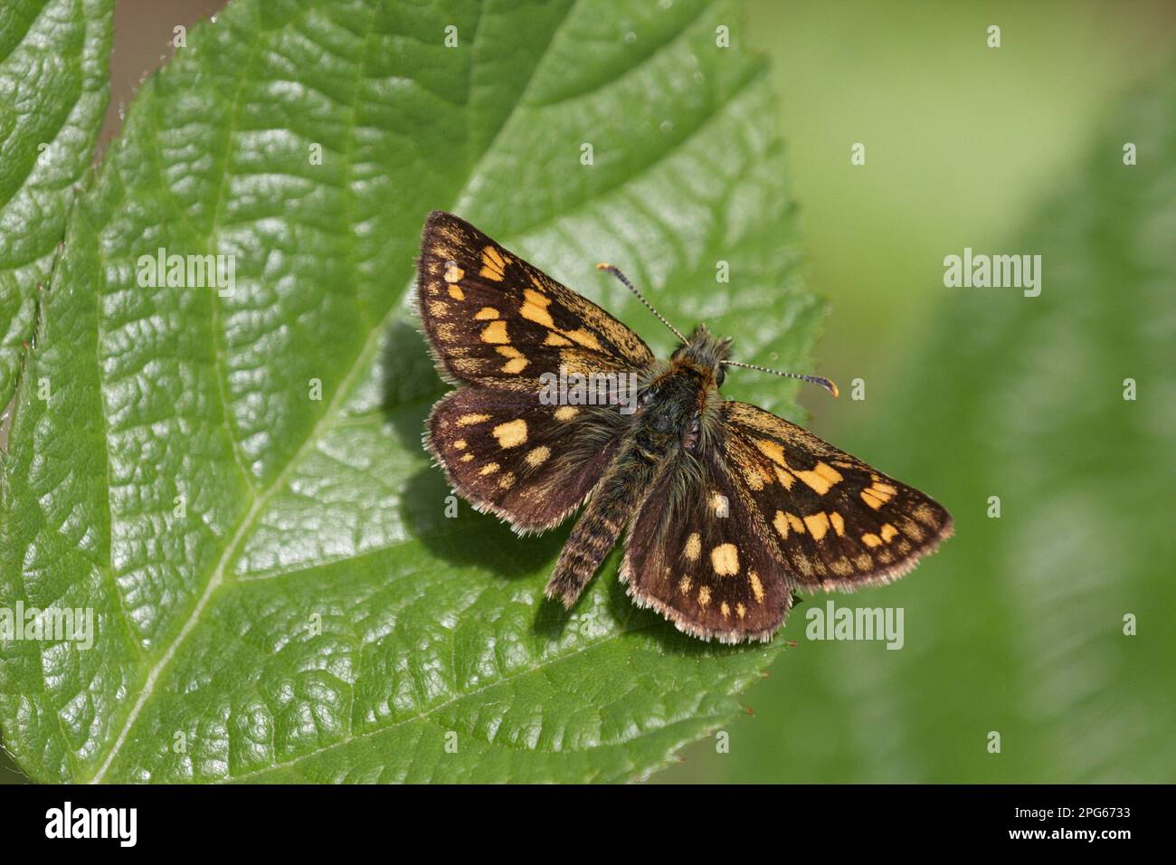 Chequered Skipper adult male, resting on bramble lea, Other animals ...
