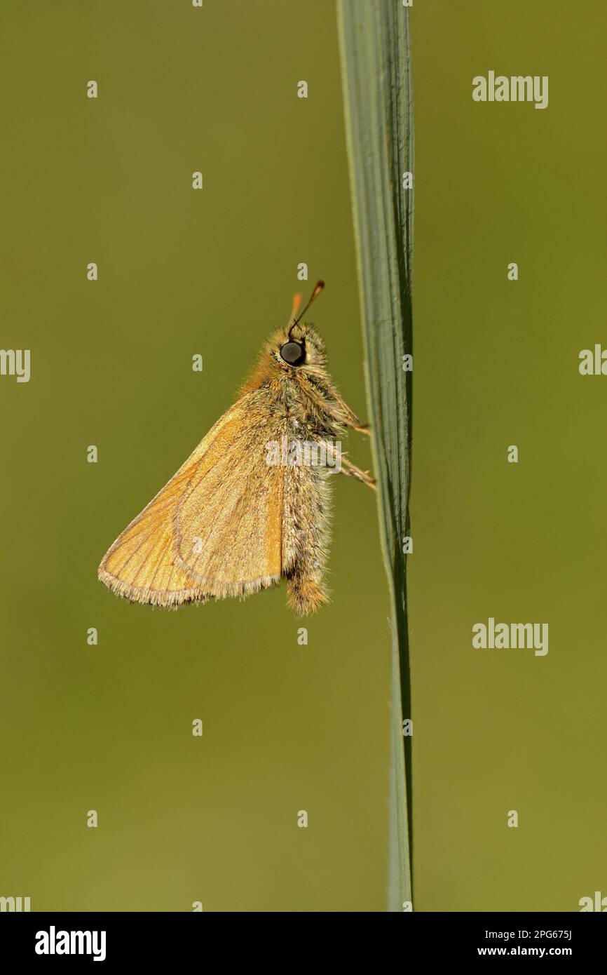 Small skipper (Thymelicus sylvestris), Brown skipper butterfly, Brown ...