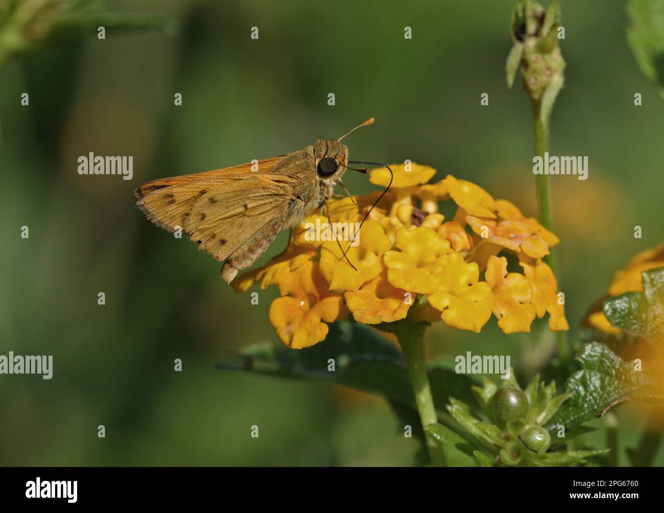 Fiery Skipper (Hylephila phyleus phyleus) adult, feeding on lantana ...