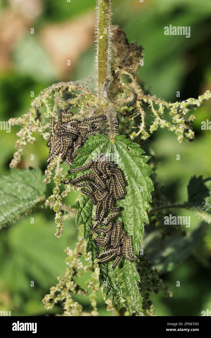 Small Tortoiseshell (Aglais urticae) larvae, group feeding on Stinging ...
