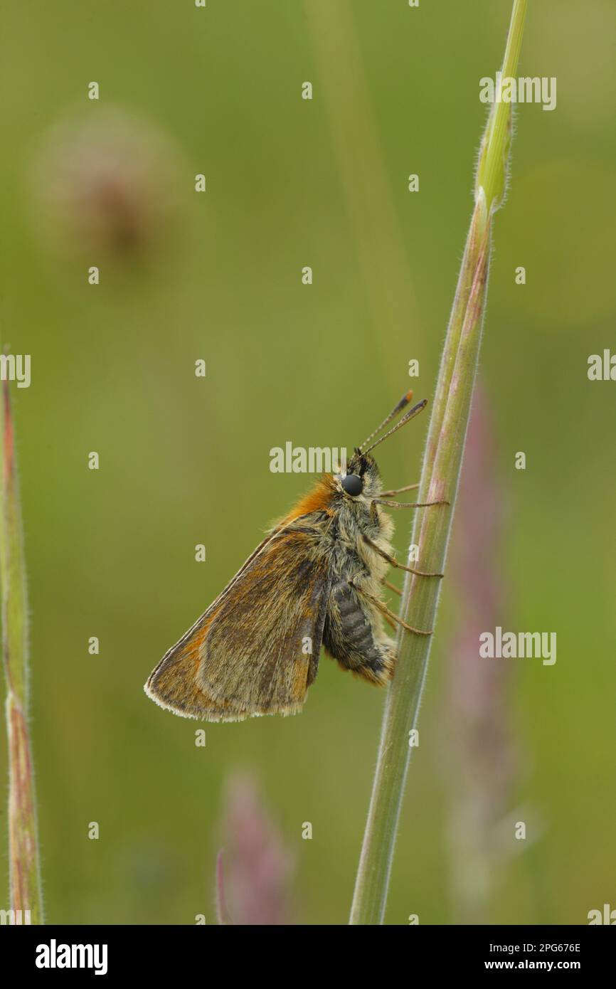 Small skipper (Thymelicus sylvestris), Ochre Brown Fritillary, Brown ...