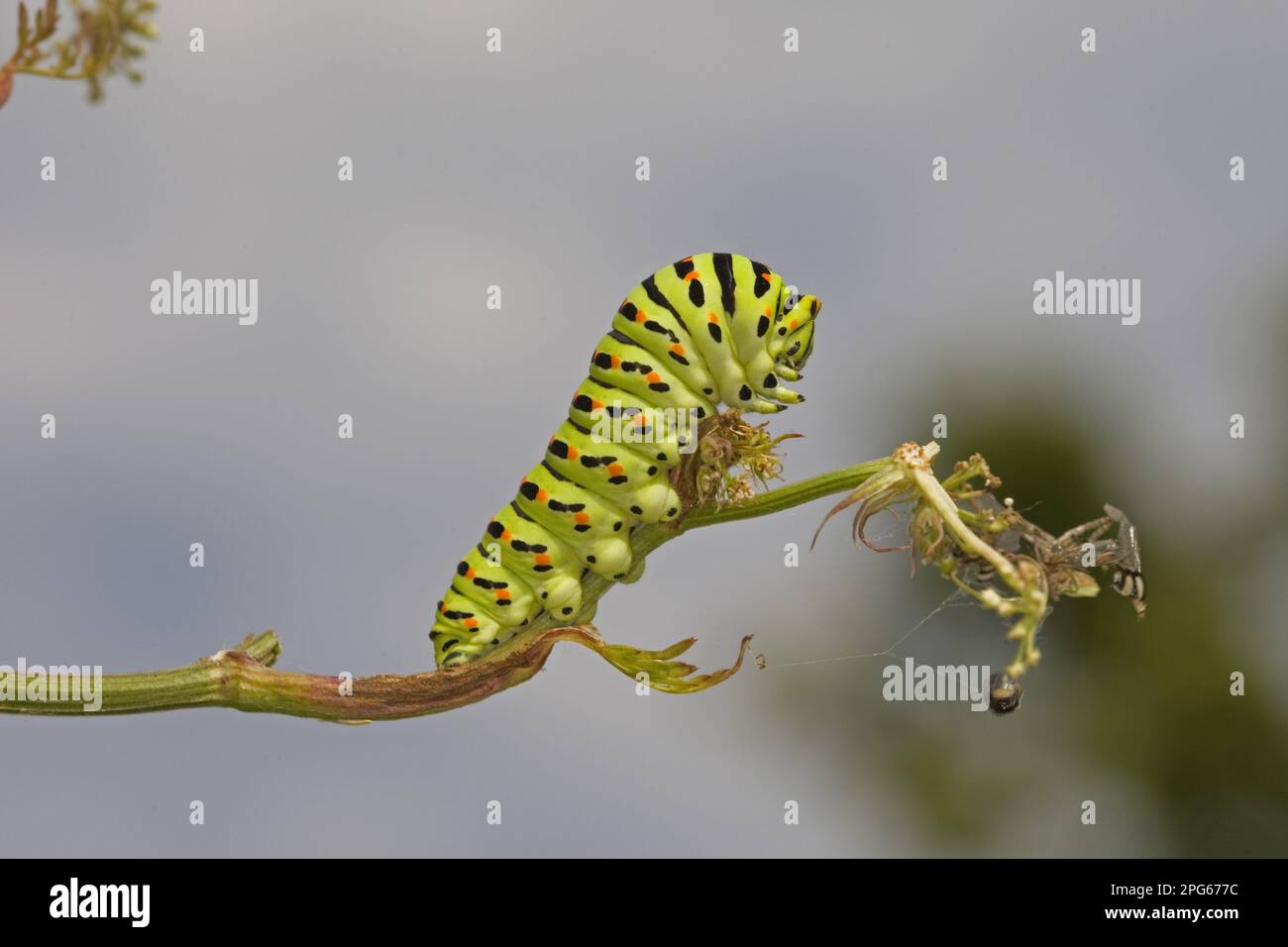 Milk parsley hi-res stock photography and images - Alamy