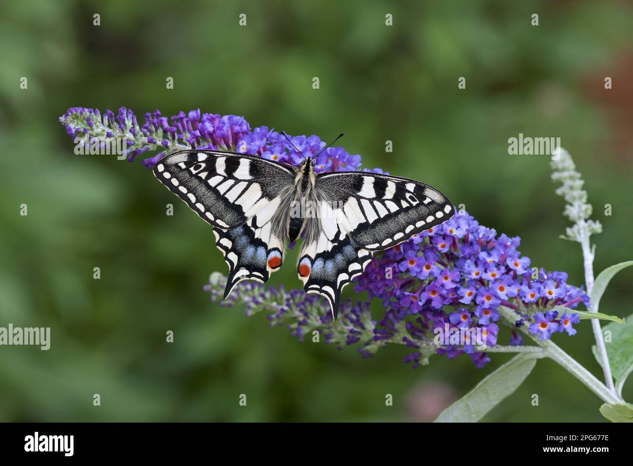 Common swallowtail (Papilio machaon britannicus) British breed, adult ...