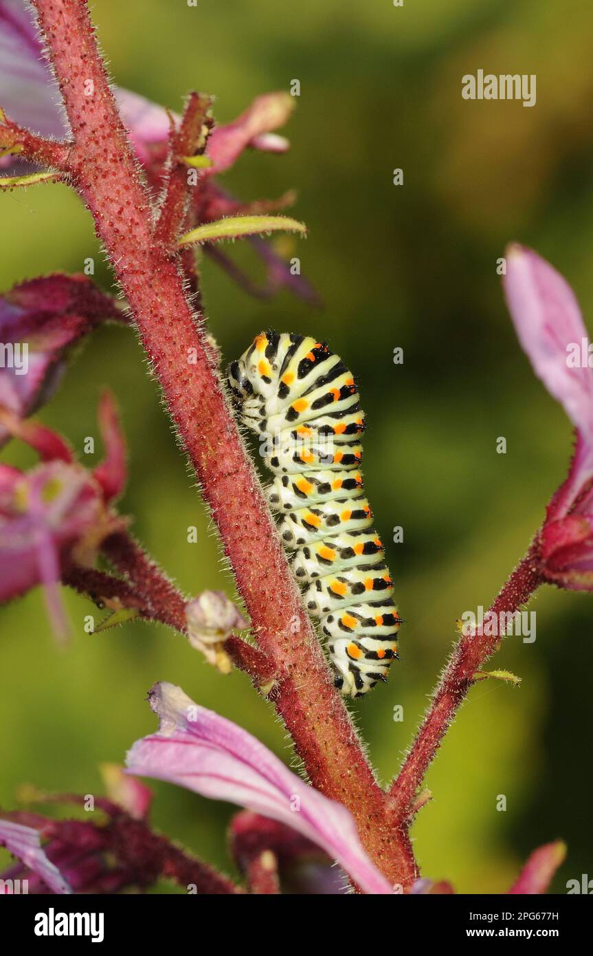 Common swallowtail (Papilio machaon) in the final stage feeding on the ...