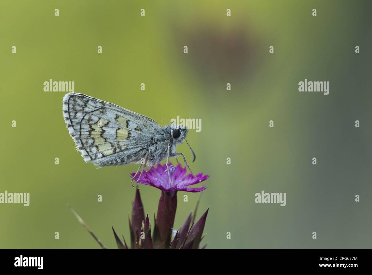 Yellow cube skipper butterfly hi-res stock photography and images - Alamy