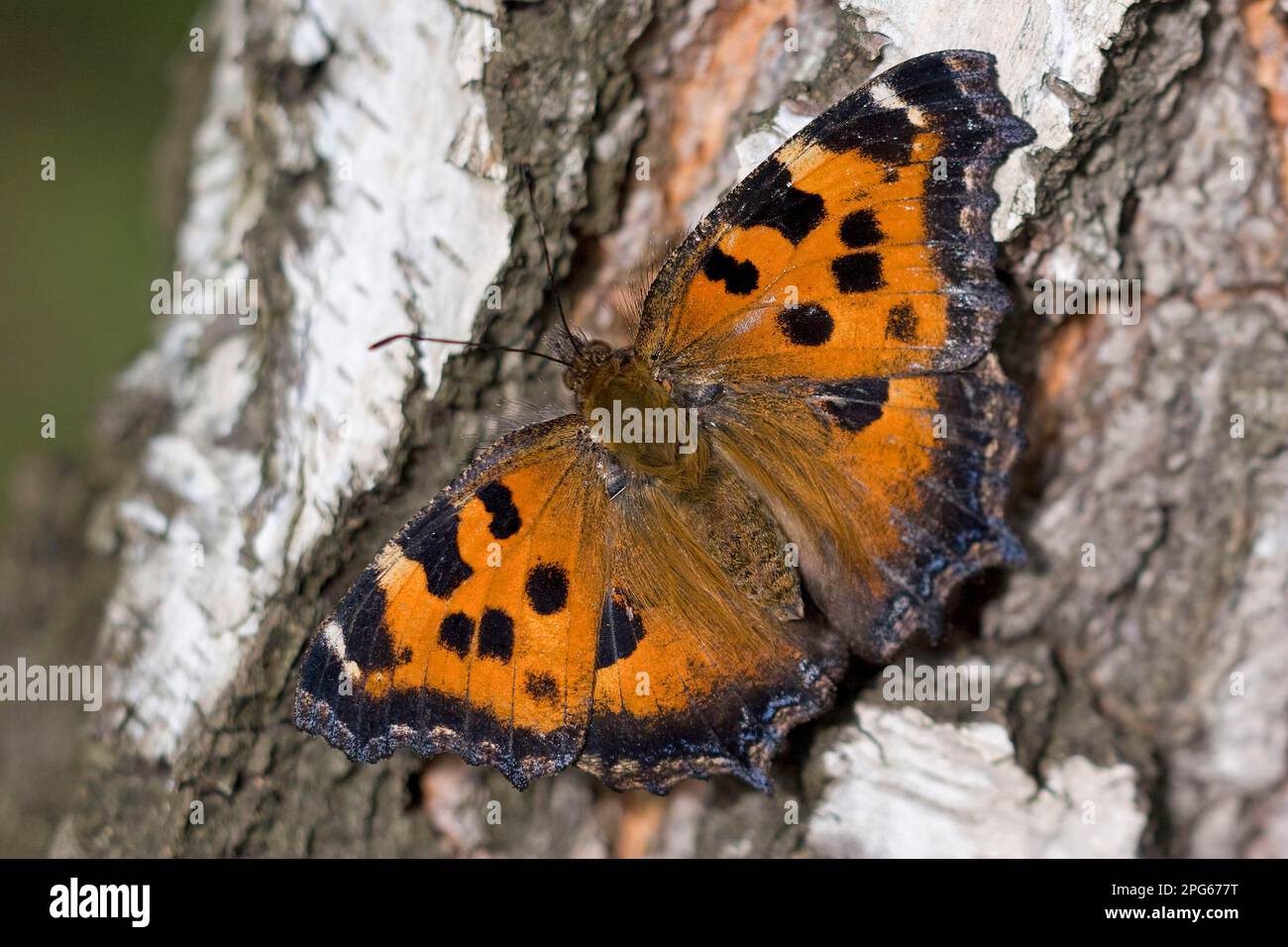 Large fox butterfly hi-res stock photography and images - Alamy