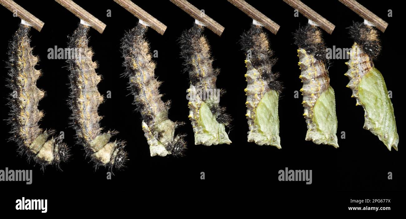 Small small tortoiseshell (Aglais urticae) Metamorphosis sequence of a ...