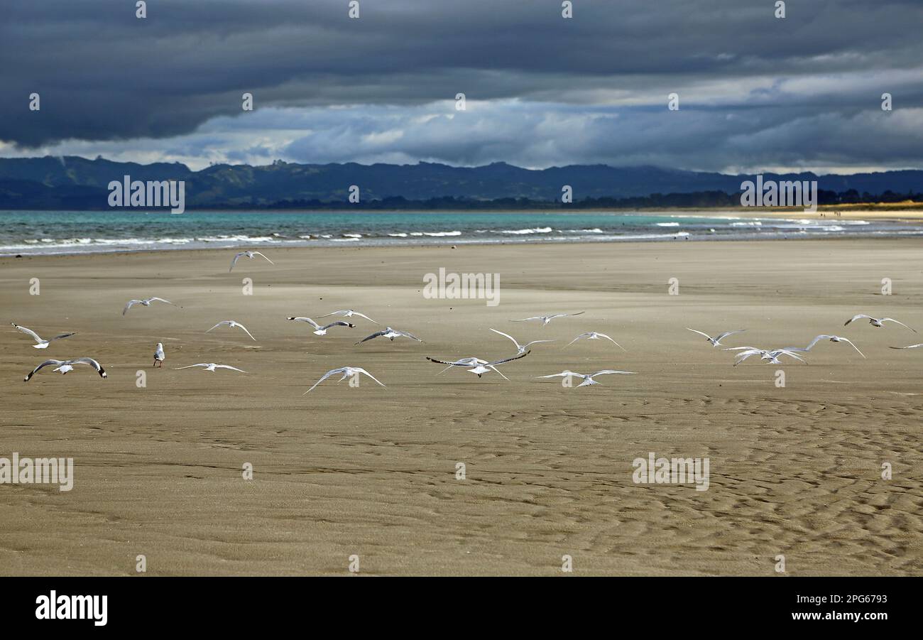 Seagulls flying over Ruakaka Beach - Bream Bay - New Zealand Stock ...