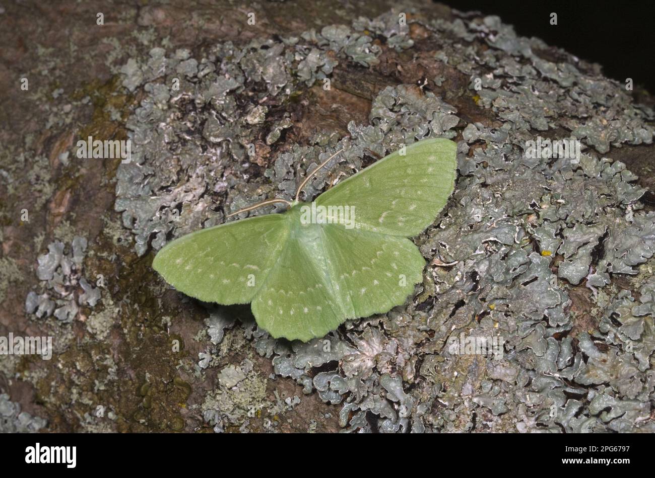 Large Emerald (Geometra papilionaria) Moth adult, resting on lichen ...