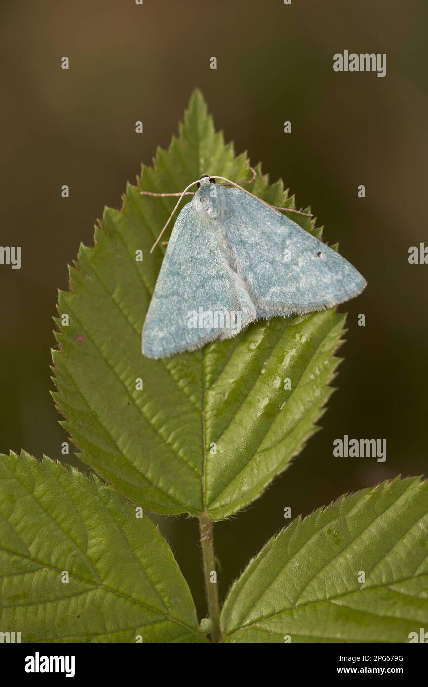 Green leaf, Green leaf peeper, Insects, Moths, Butterflies, Animals ...