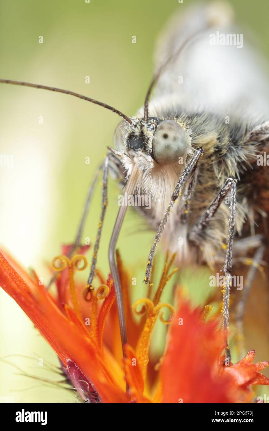 Probosis hi-res stock photography and images - Alamy