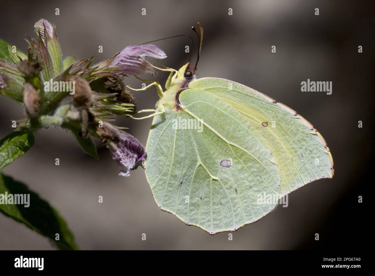 Gomera lemon butterfly hi-res stock photography and images - Alamy