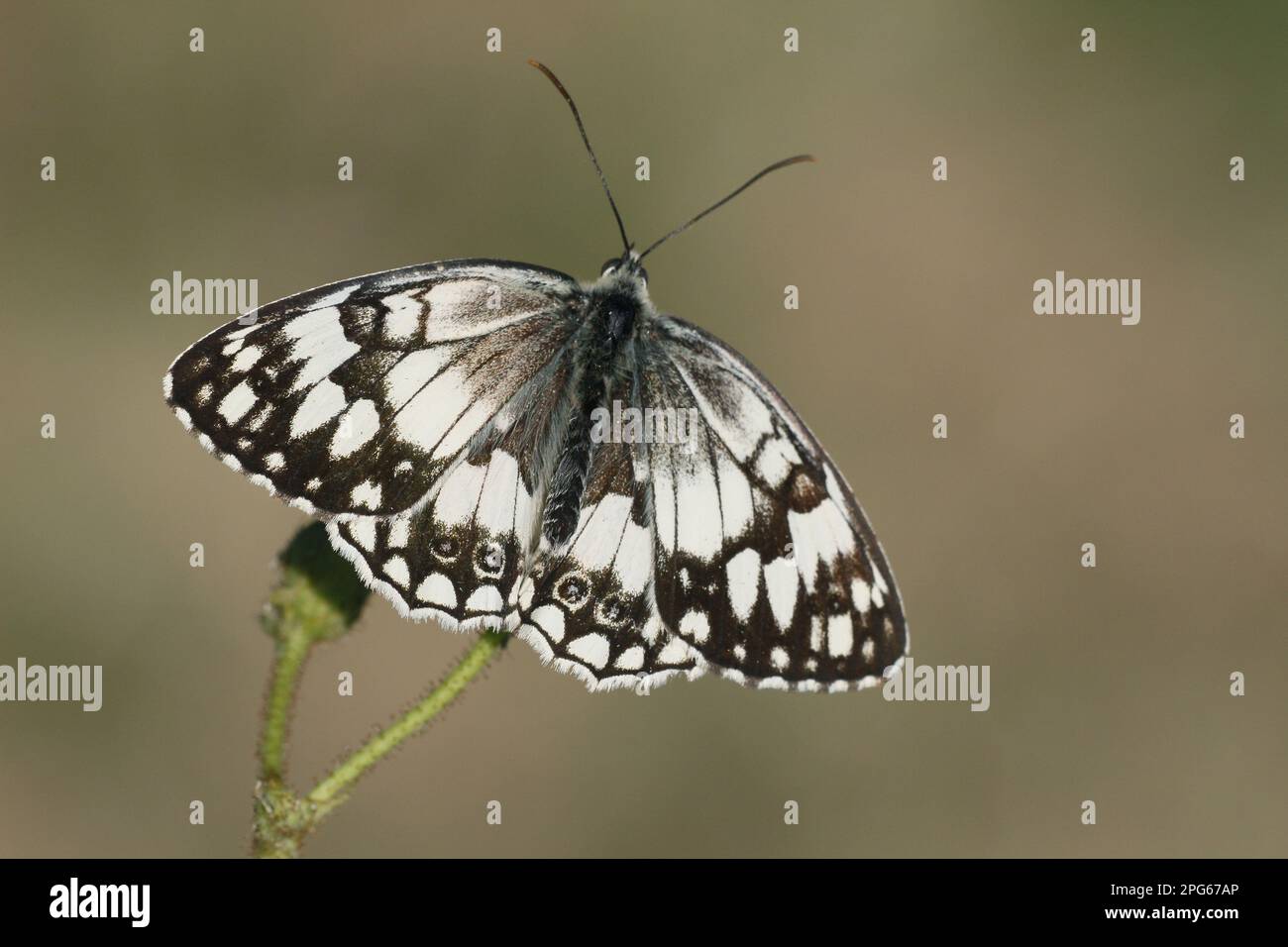Balkan marbled white (Melanargia brush-footed butterfly (Nymphalidae ...