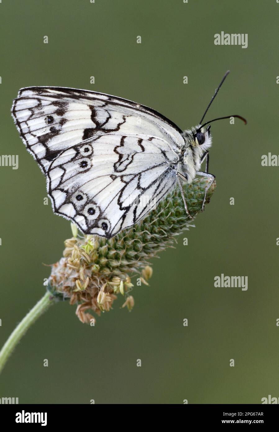 Balkan marbled white (Melanargia brush-footed butterfly (Nymphalidae ...