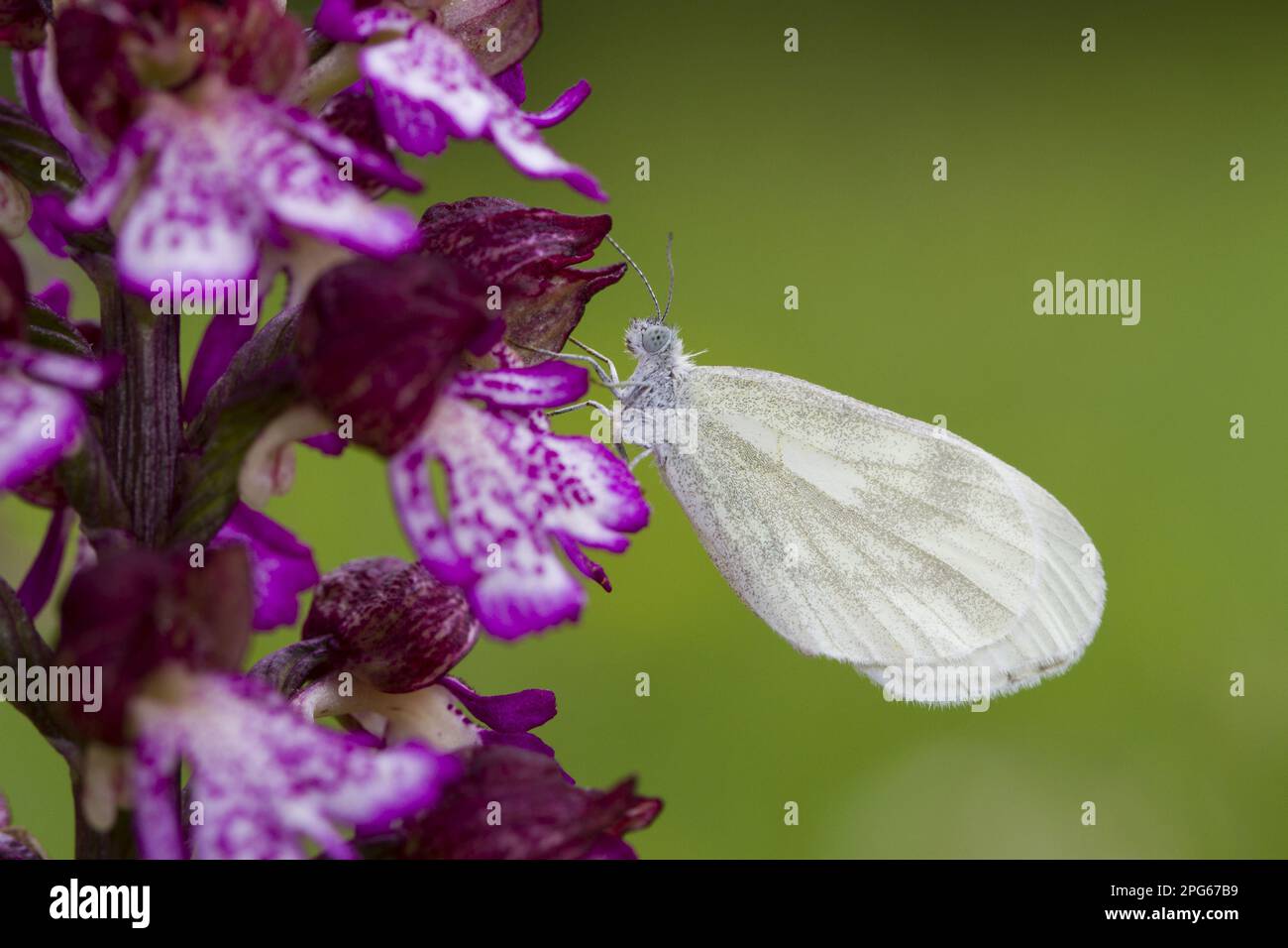 White wood (Leptidea sinapis) adult resting on the flower of northern ...