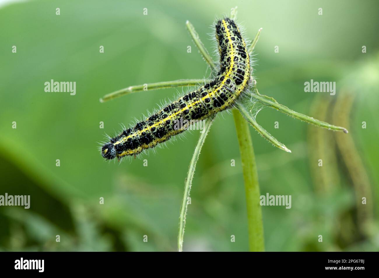 Large White (Pieris brassicae) Butterfly caterpillar, feeding on plant ...