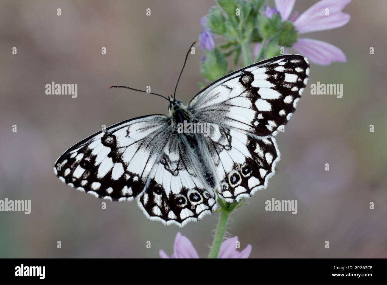 Adult male Balkan Marbled balkan marbled white (Melanargia larissa ...