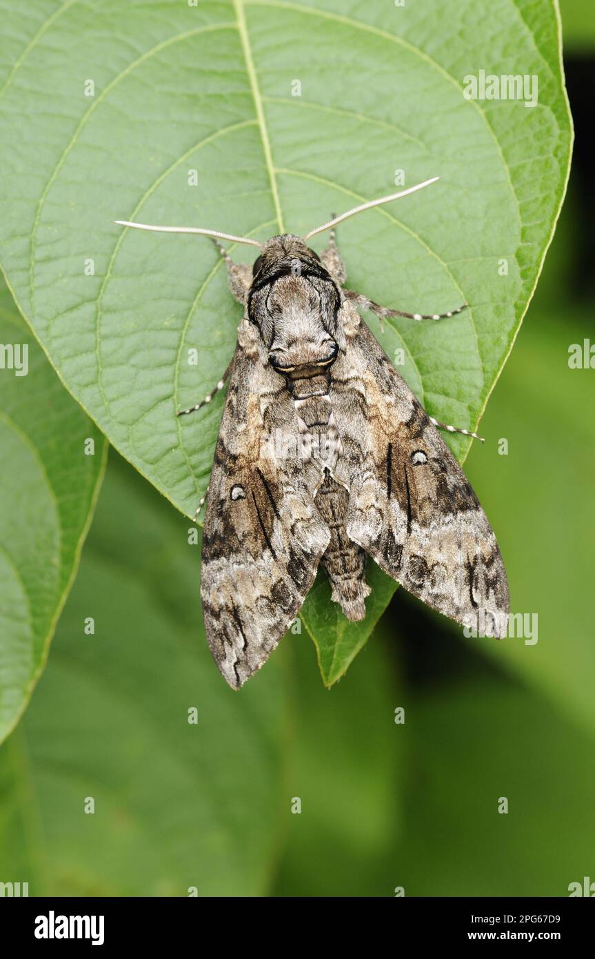 Insects, Moths, sphingid (Sphingidae), Animals, Other animals, Pink ...