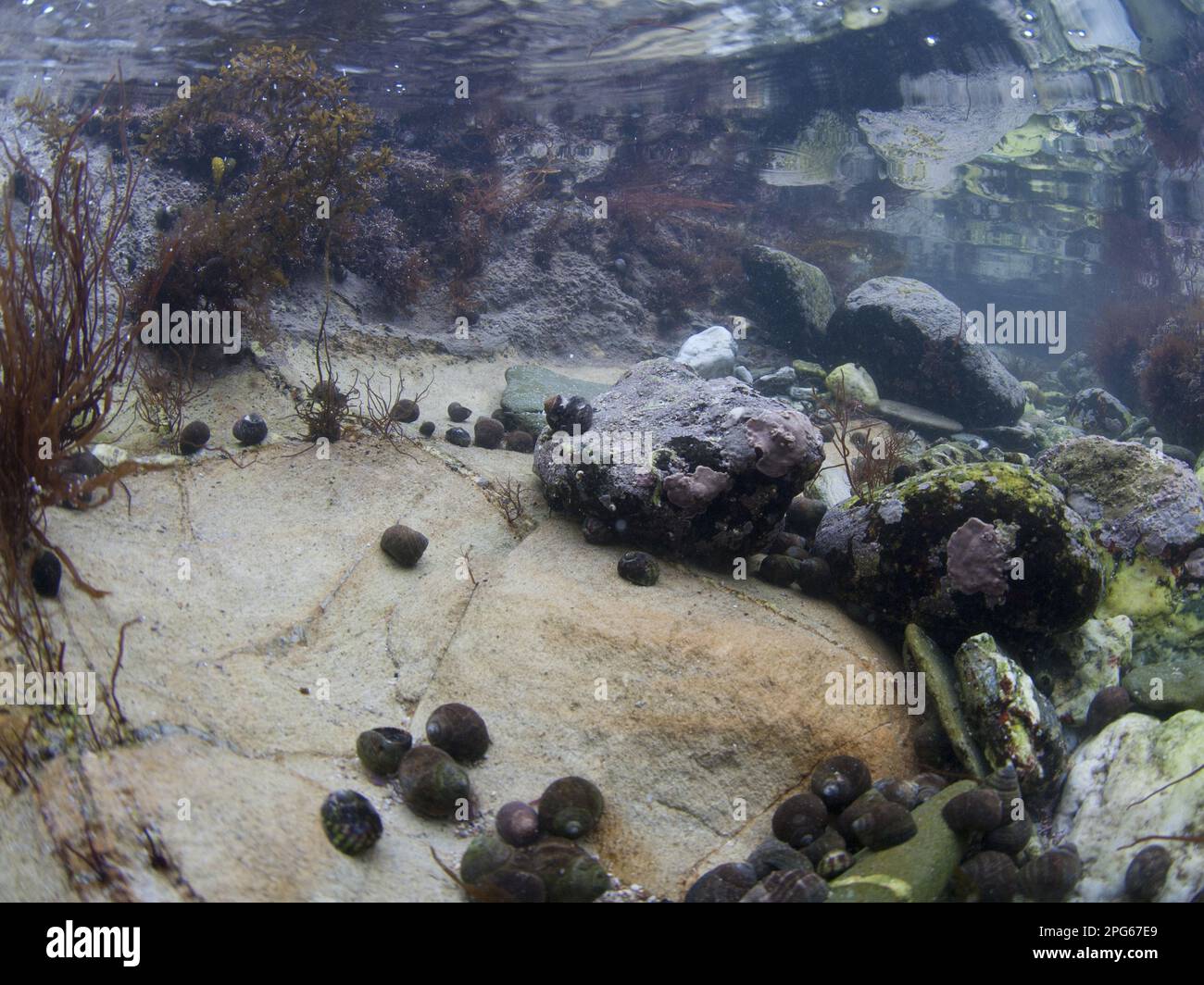 Underwater view of a rock pool with sea snails, Cornwall, England ...