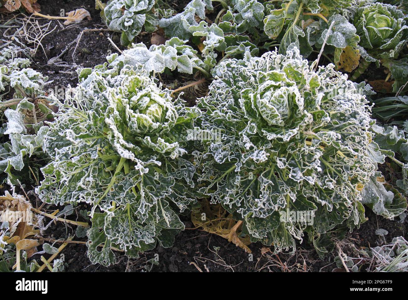 Vegetable cabbage (Brassica oleracea) frost-covered leaves damaged by ...