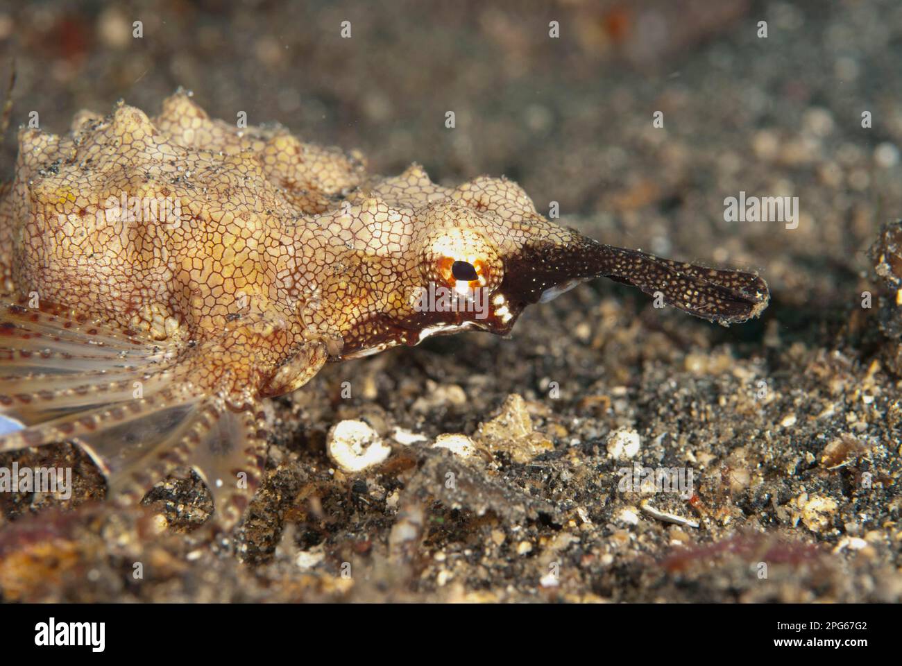 Dwarf Wingedross, Dwarf Wingedross, Small Wingedross, Small Winged ...