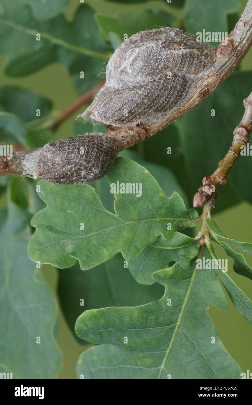 Tawny Prominent (Harpyia milhauseri) pupal case, on Common Oak (Quercus ...