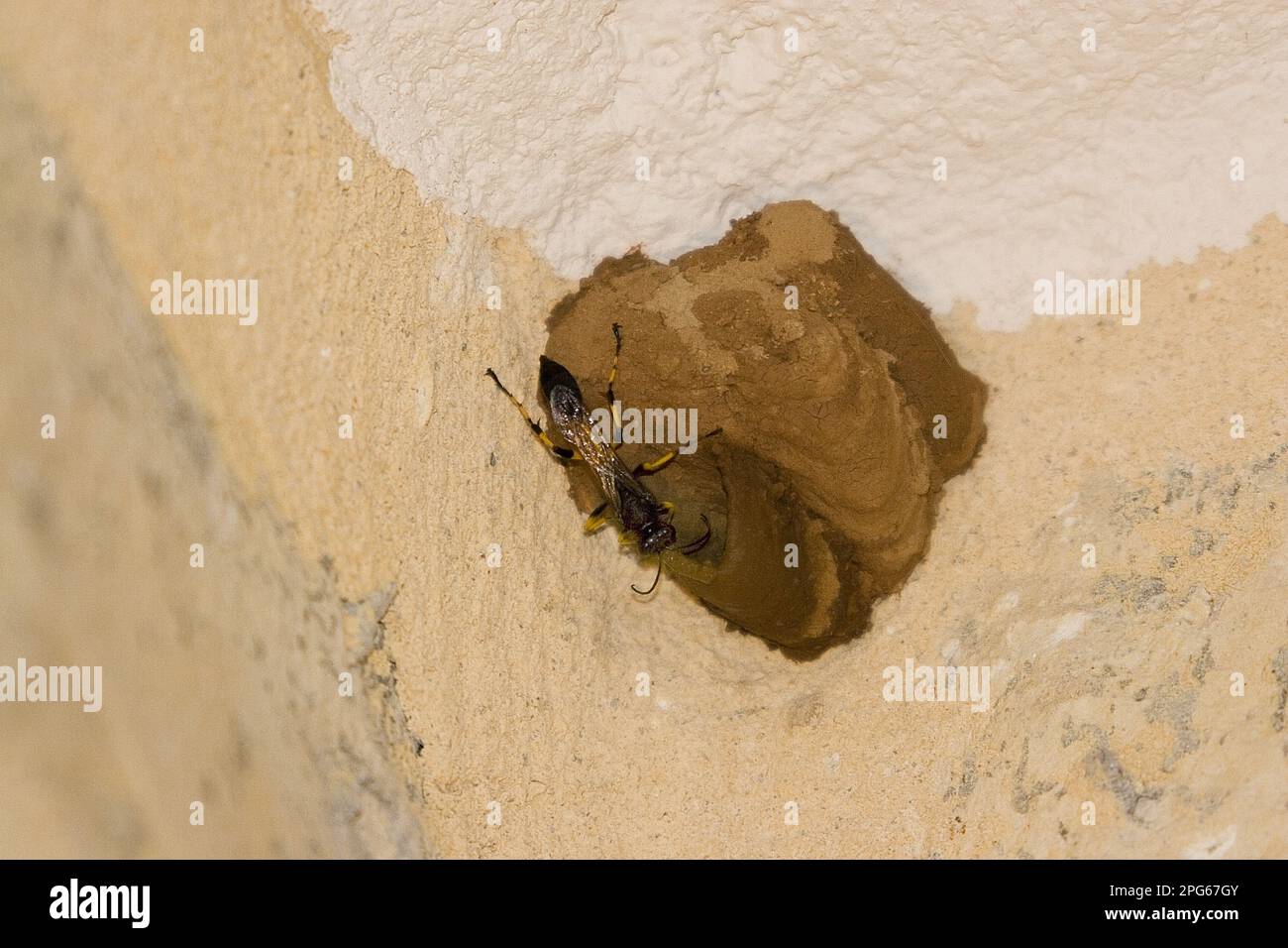 Sphecidae, Other animals, Insects, Animals, thread waisted wasp ...