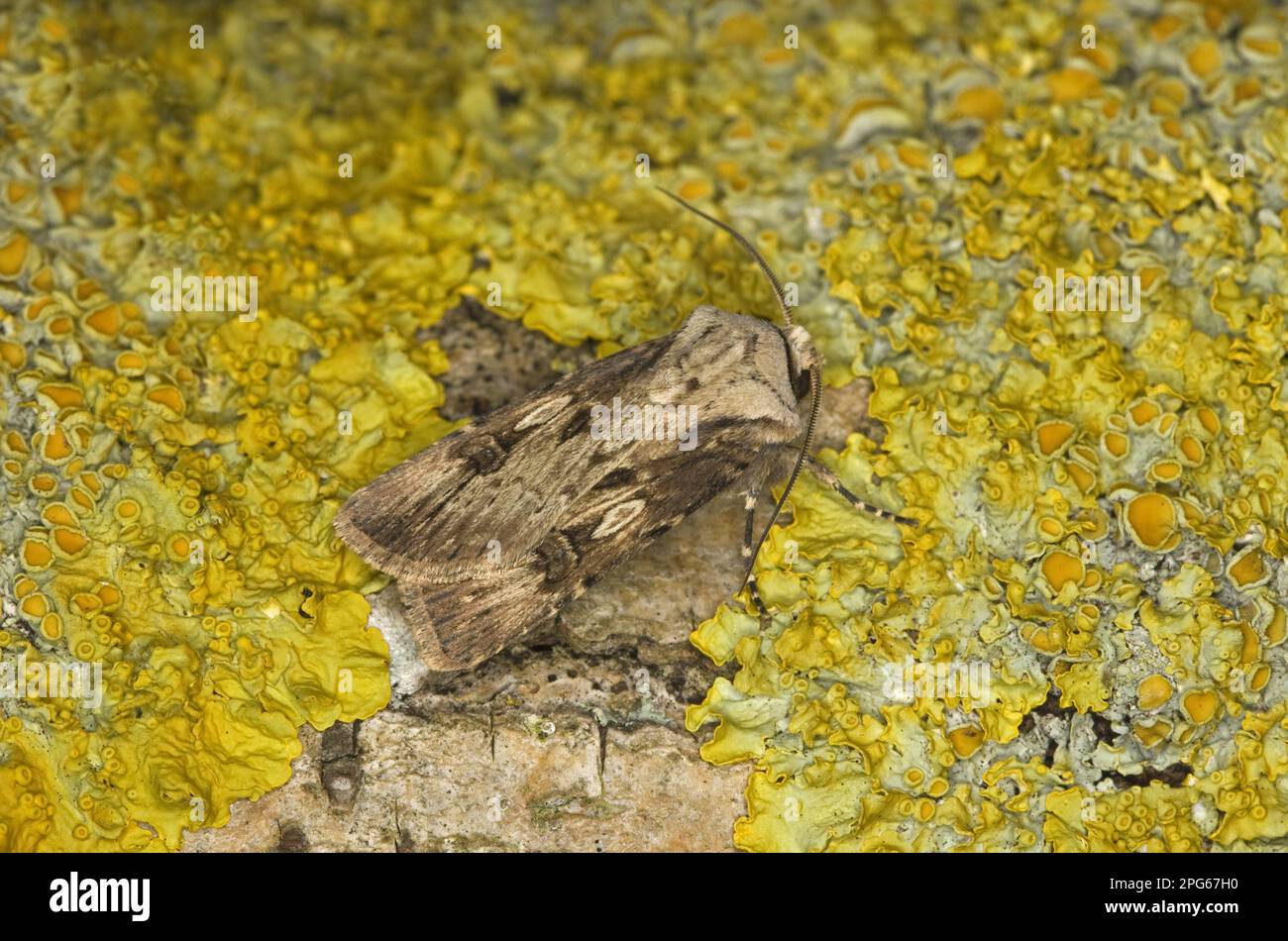 Shuttle-shaped Dart (Agrotis puta) adult, resting on lichen, Norfolk ...