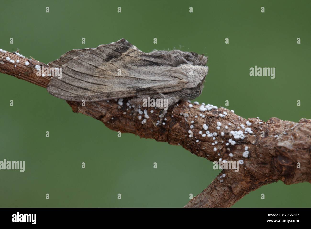 Tawny Prominent (Harpyia milhauseri) adult male, resting on dead twig ...
