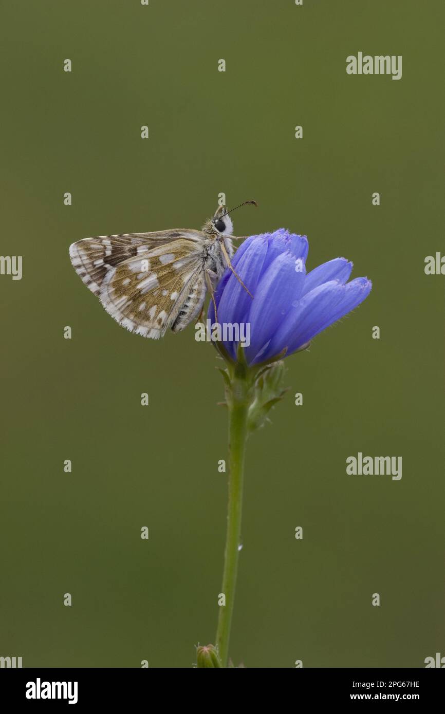 Olive skipper hi-res stock photography and images - Alamy