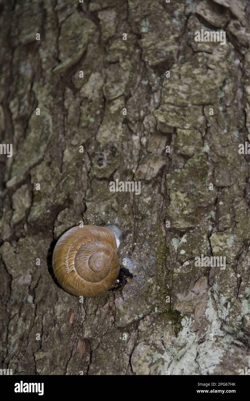 Roman snail, Roman snail, Other animals, Snails, Animals, Molluscs, A ...