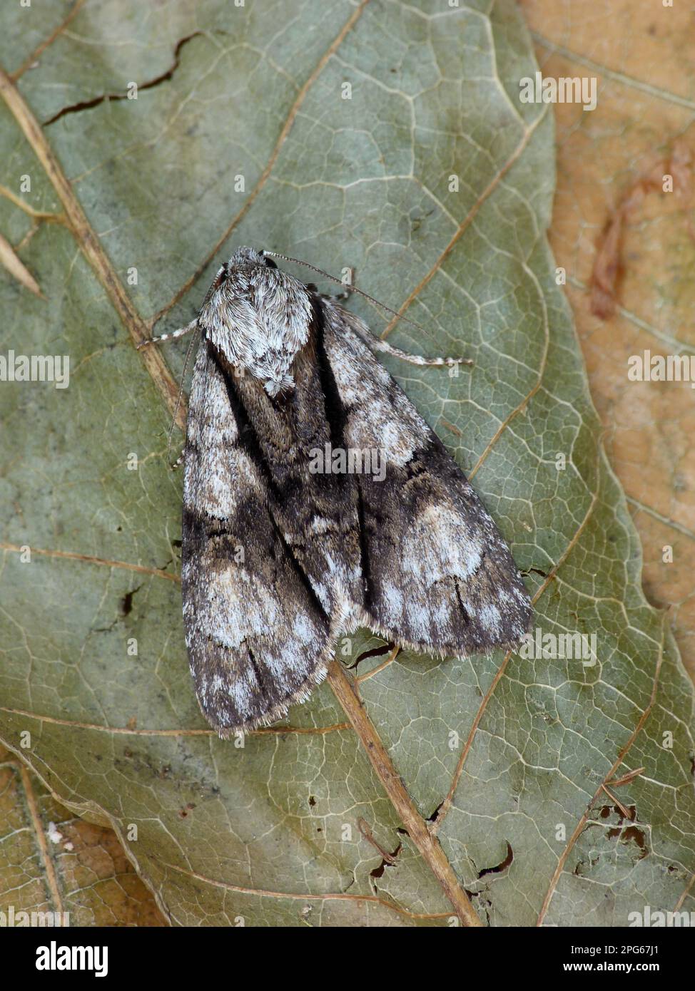Alder Moth (Acronicta alni) adult, resting on dry leaves, Cannobina ...