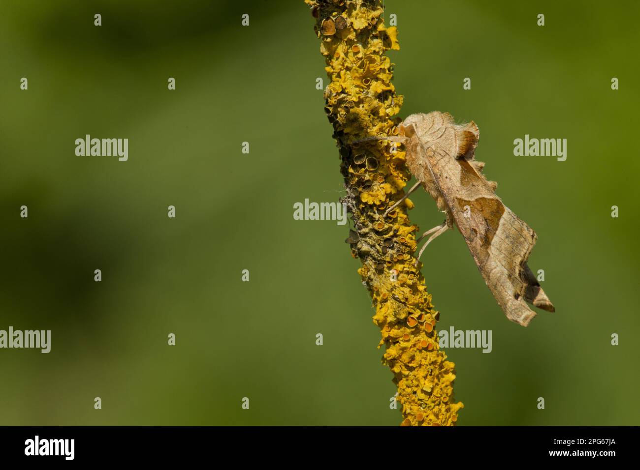 Agate Owl, angle shades (Phlogophora meticulosa), Agate Owls, Mangolese ...
