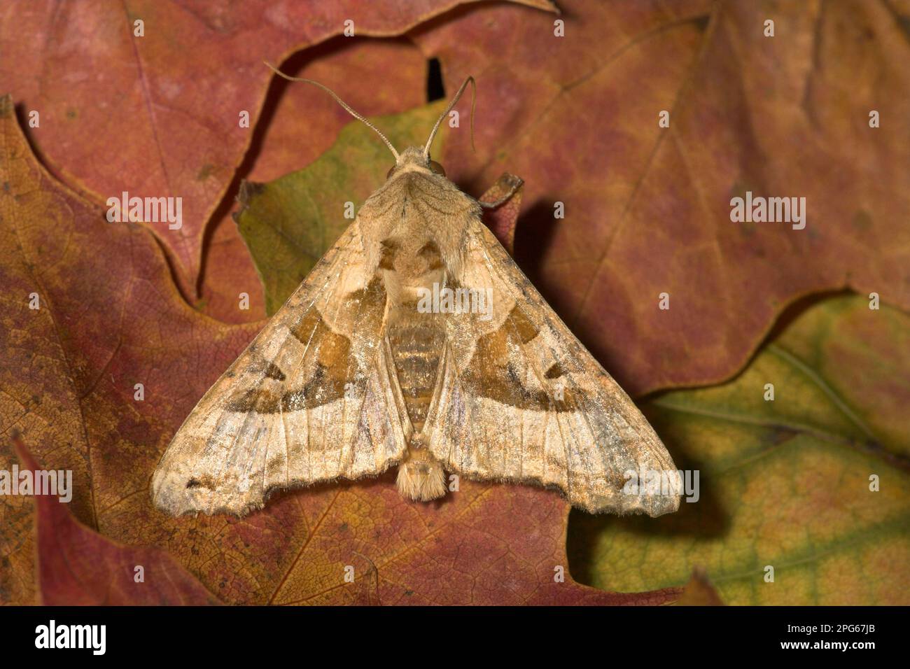 Agate Owl, angle shades (Phlogophora meticulosa), Agate Owls, Mangolese ...