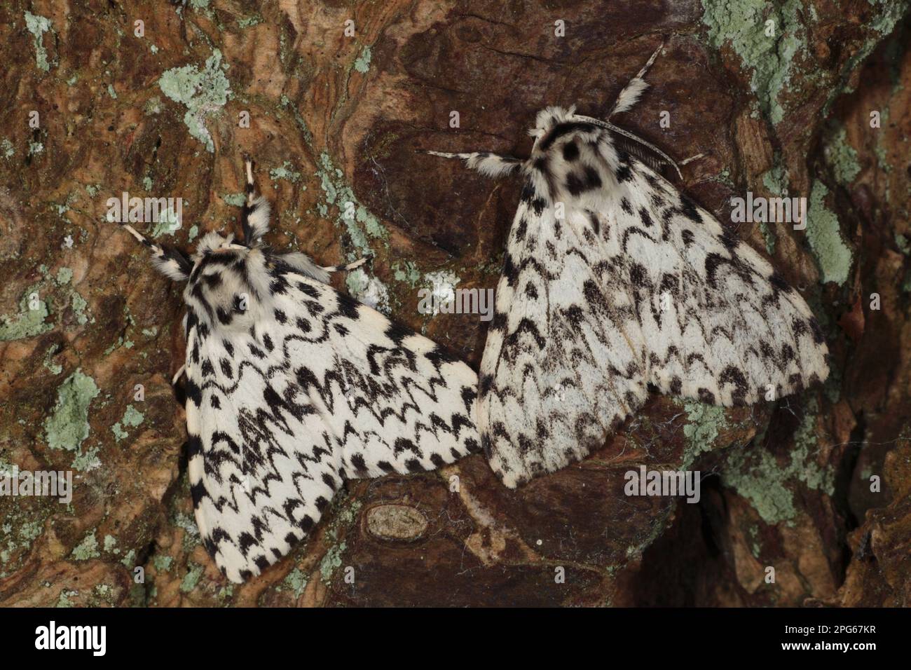 Black Arches (Lymantria monacha) two adults, resting on bark, Powys ...
